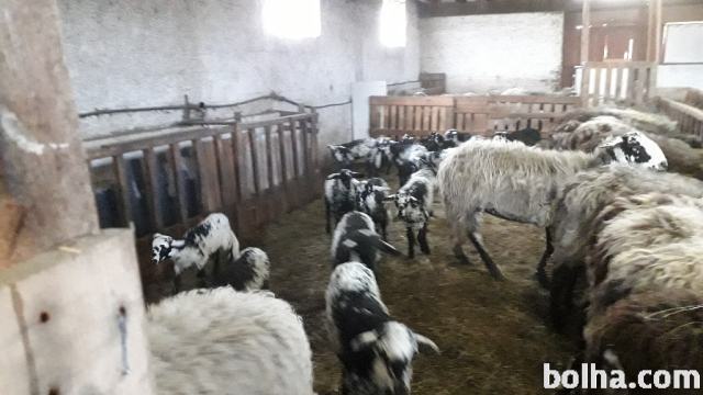 ISTRSKA PRAMENKA ZA NADALJNO REJO ALI ZAKOL