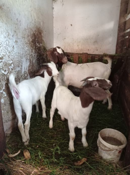 Prodam 3 koze mama + dva mladica