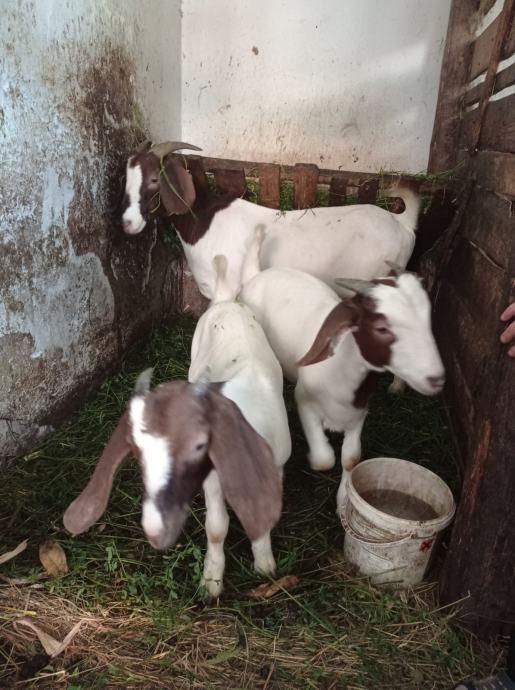 Prodam 3 koze mama + dva mladica