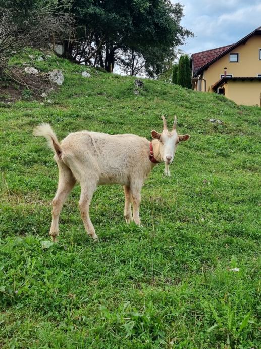 Prodam čredo koz