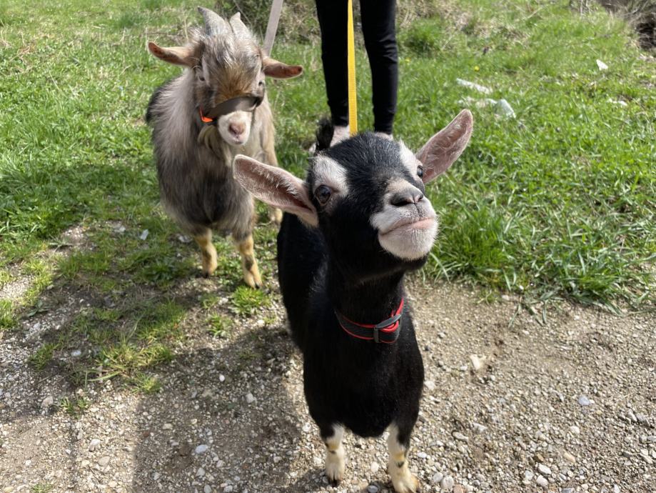 Prodam dve mini kozici