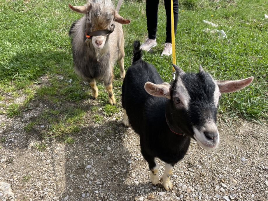 Prodam dve mini kozici