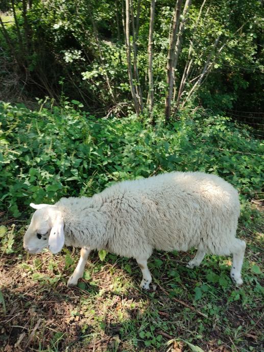 Prodam jagnje za rejo ali zakol