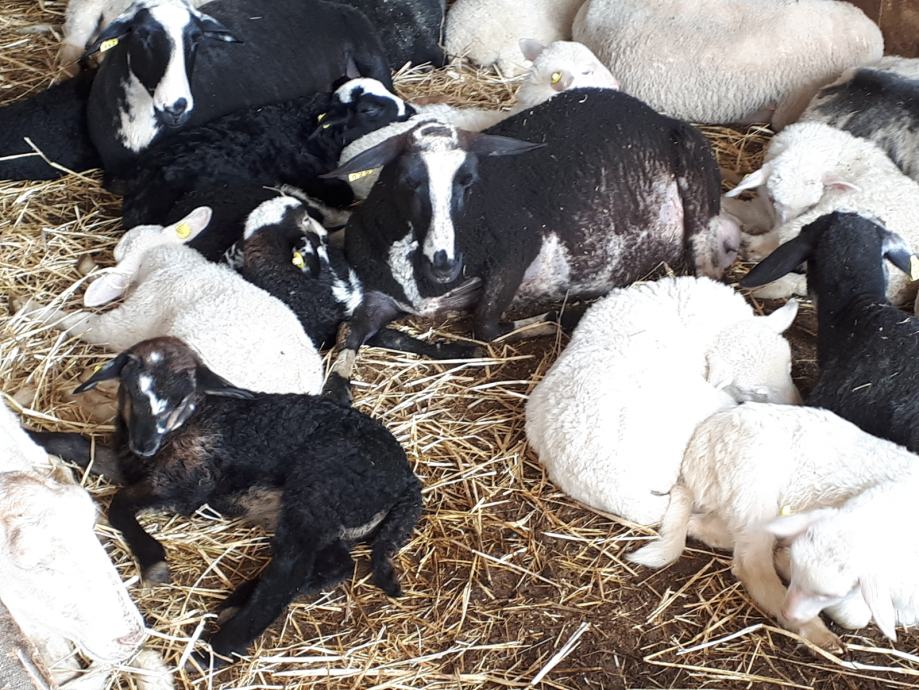 PRODAM JAGNJETA OPLEMENJENE BOVŠKE PASME (VFB) ZA ZAKOL ALI REJO