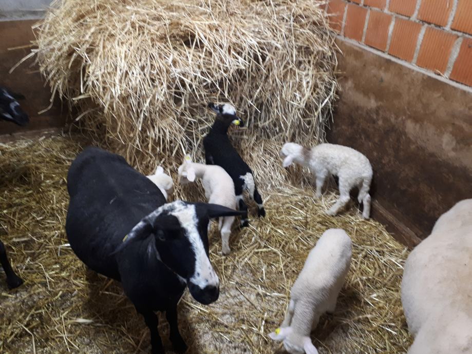 PRODAM JAGNJETA OPLEMENJENE BOVŠKE PASME (VFB) ZA ZAKOL ALI REJO