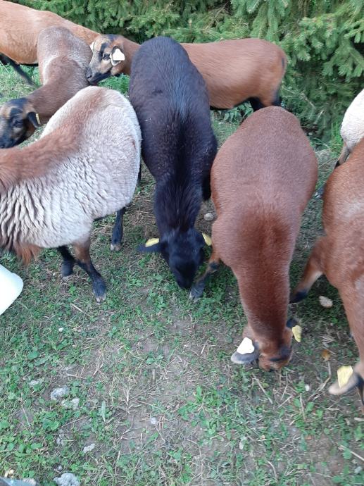 Prodam kamerunske ovce