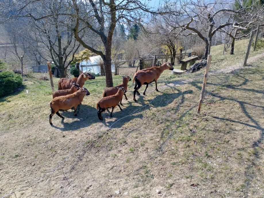 Prodam kamerunsko ovco z mladičem