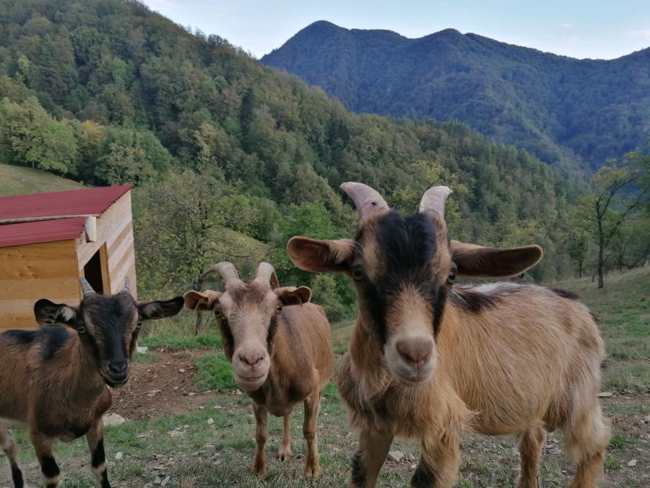 Po simbolični ceni oddam 3 koze za zakol ali nadalno rejo