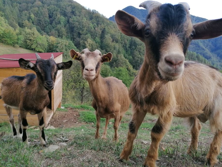Po simbolični ceni oddam 3 koze za zakol ali nadalno rejo