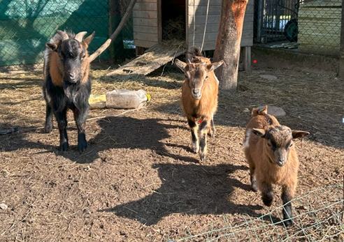 Prodam mini kozi z mladičem