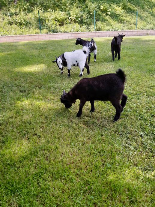 Prodam mini kozličke , mini koza, afriška koza (eden je še)