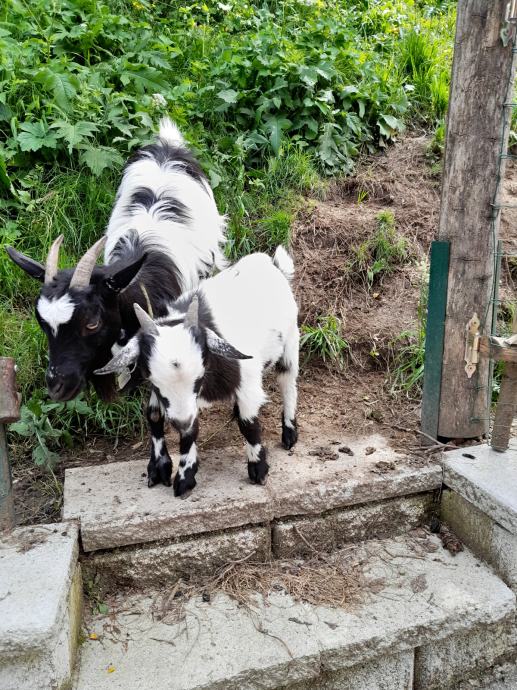 Prodam mini kozličke , mini koza, afriška koza (eden je še)