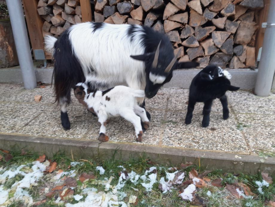Prodam mini kozličke , mini koza, afriška koza (eden je še)