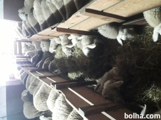 Prodam ovce Jezersko solčavske pasme