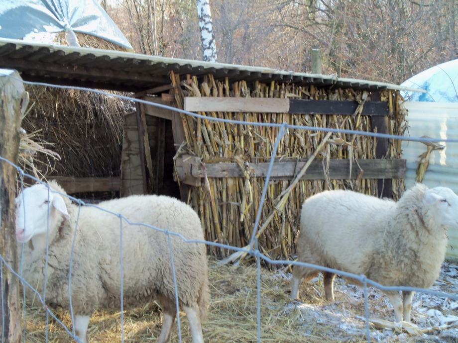 Prodam ovci za nadaljnjo rejo ali zakol