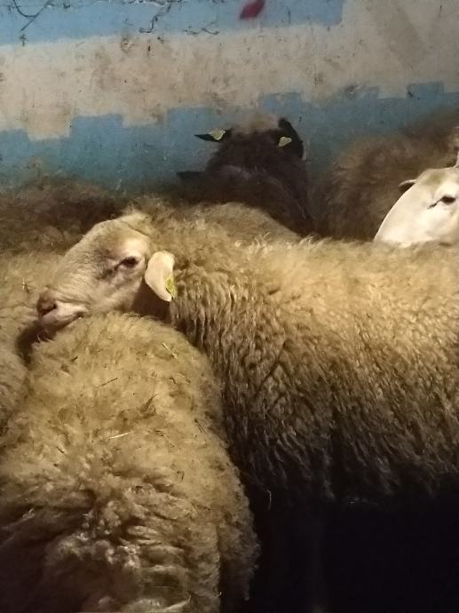 prodam ovna jsr starega 5 let odlicen plemenjak za pleme ali zakol