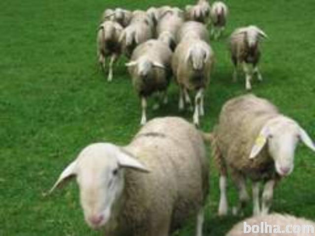 Prodamo jagnjeta - JS pasme