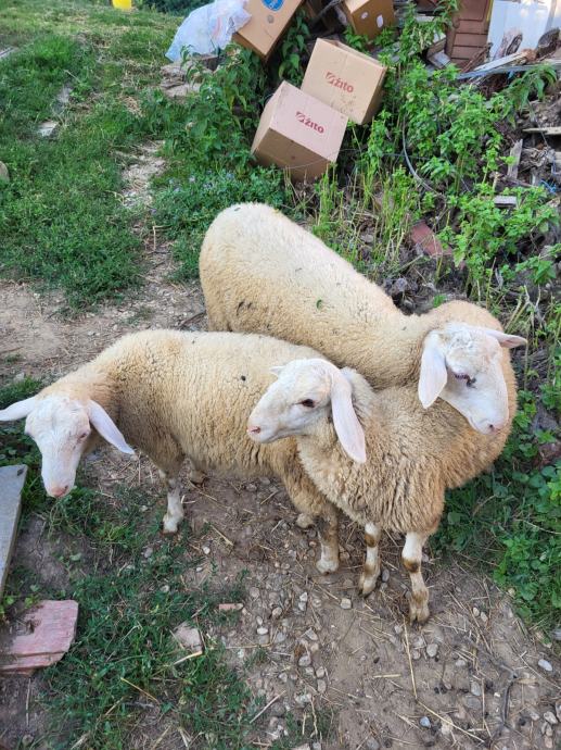 Prodan 2 jagenčka stara 5 mesecev za zakol ali nadalno rejo