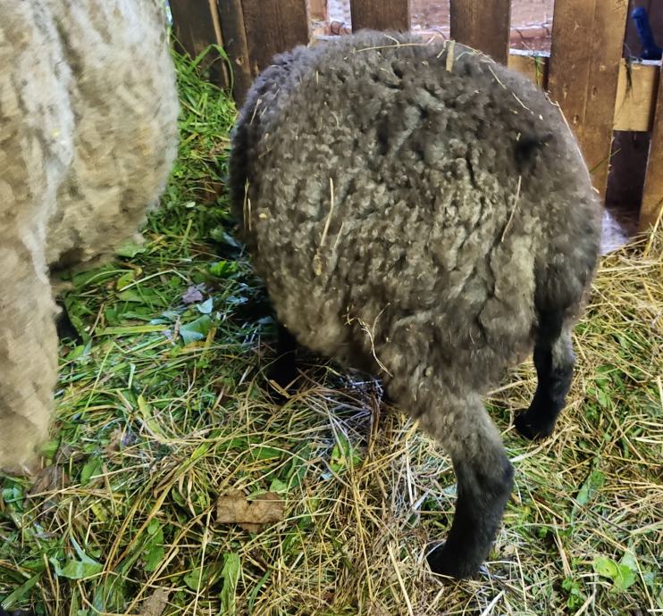 Romanovske ovce- mladice ovca oven