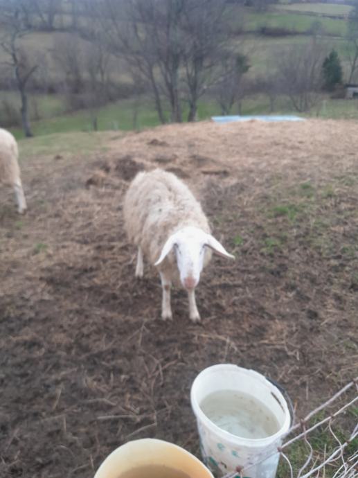 Stara ovca jsr z rodovnikom