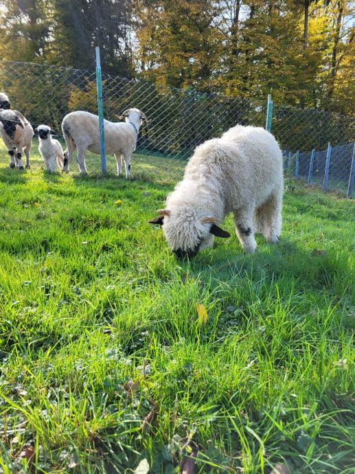 Švicarska črnonosa ovca - samček