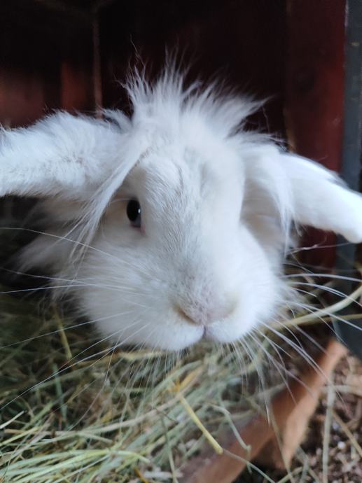 Kunec- samica, bela, levjegrivi