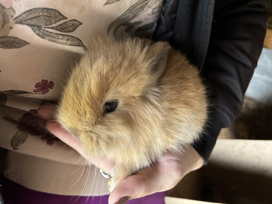 Levjegrivi kunec zajček