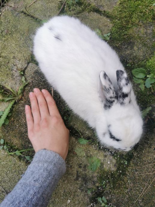 Mini domači kunec m/ž