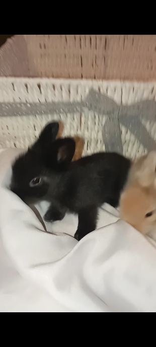 Pritlikavi kunec Lion Lop Mix Hišni zajčki Pritlikavi kunci mladički