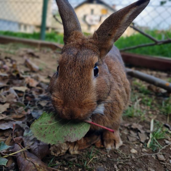 Zajec / kunec / zajček