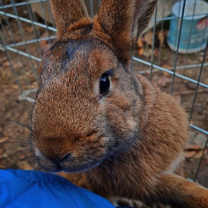 Zajček, kunec, zajec