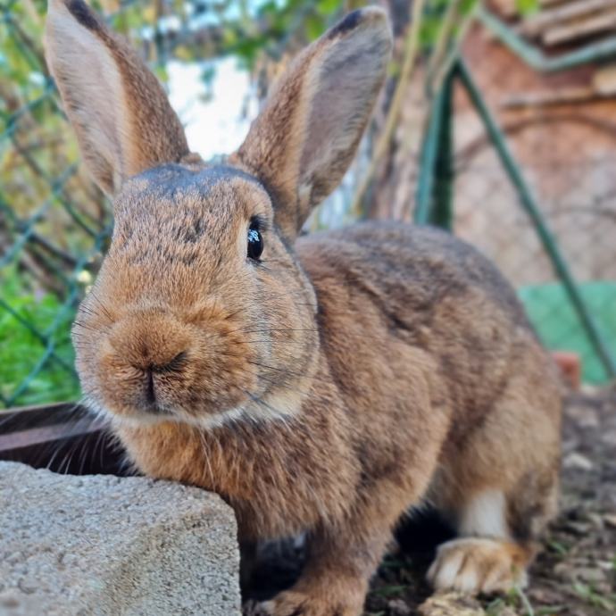 Zajček, kunec, zajec