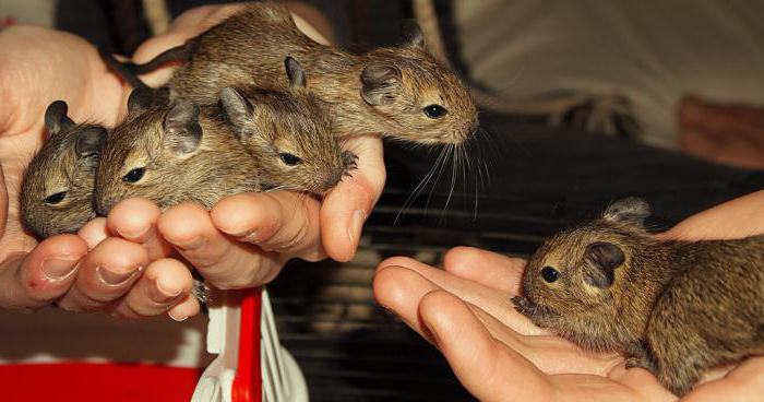 Deguji-čilske veverice