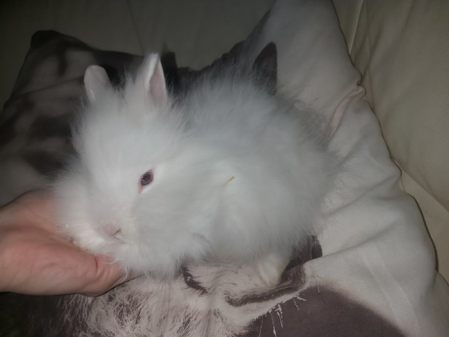 Mini hišni kunec/zajčka mladička