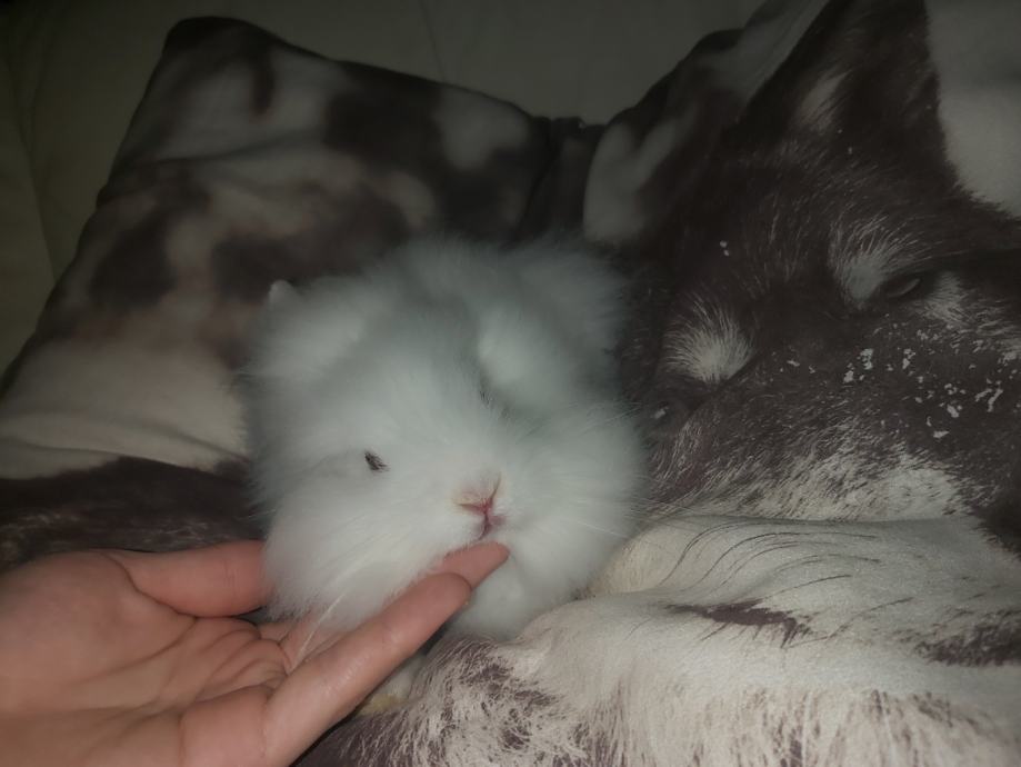 Mini hišni kunec/zajčka mladička