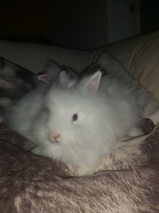 Mini Hišni Kunec Zajčka Mladička