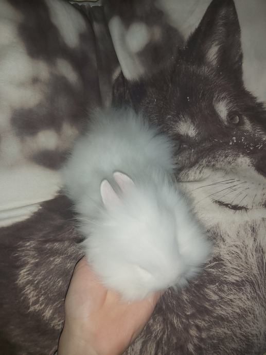 Mini hišni kunec/zajčka mladička