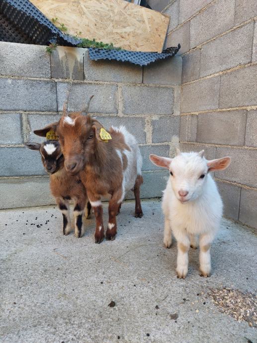 Mini kozice - mladička