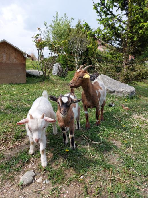 Mini kozice - mladička