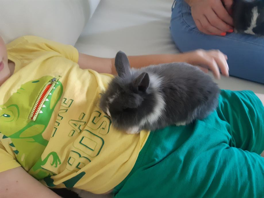 Mini zajček, hišni zajec, kunec