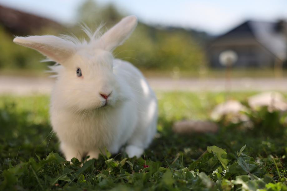 modrooki mini kunec - podarimo