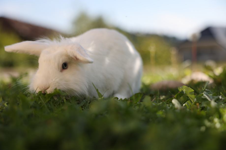 modrooki mini kunec - podarimo