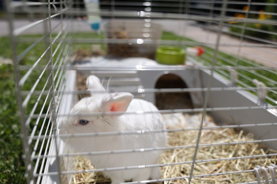 modrooki mini kunec - podarimo