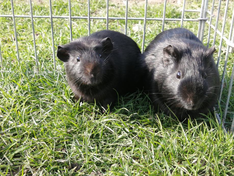 Morski prašički - MOŽNOST DOSTAVE