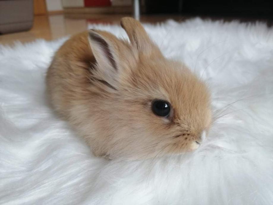 Pritlikavi kunec, zajcek - levjegrivi