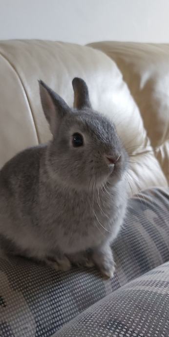 Mini kunec/zajček Pikaču