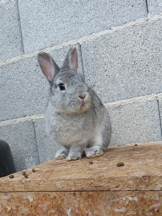 Mini kunec/zajček Pikaču