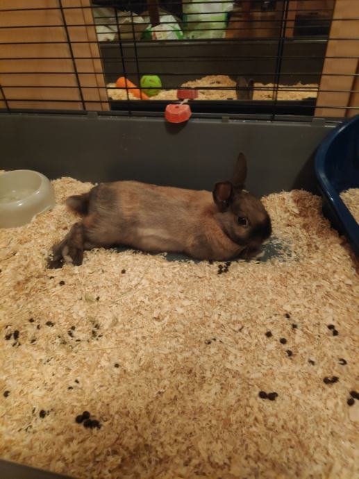 Pritlikavi kunec zajec + vsa oprema