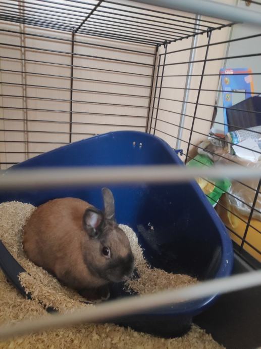 Pritlikavi kunec zajec + vsa oprema