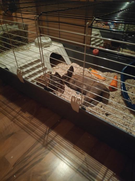 Pritlikavi kunec zajec + vsa oprema